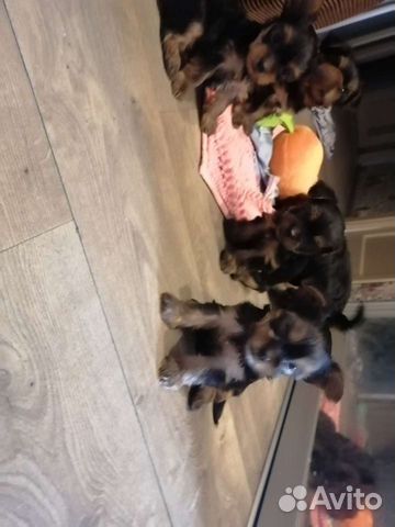 Йоркширский терьер