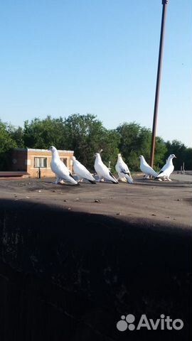 Голуби бойные