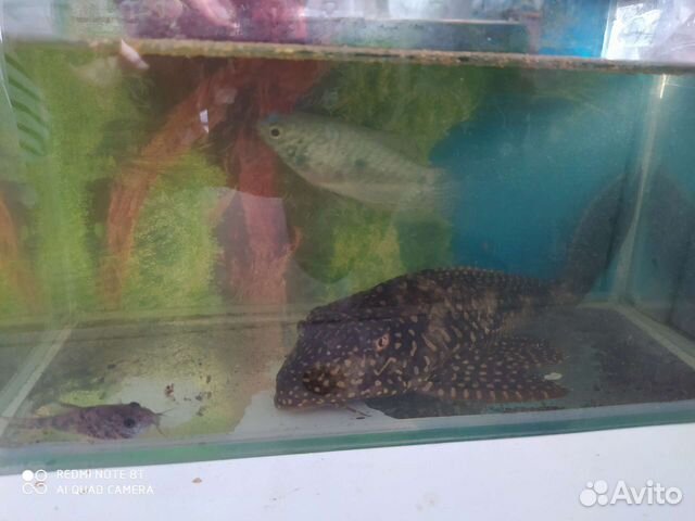 Аквариумные рыбки