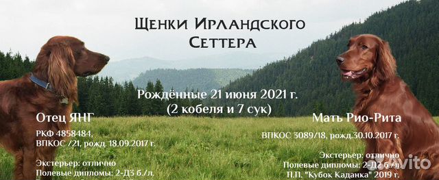 Щенки ирландского сеттера