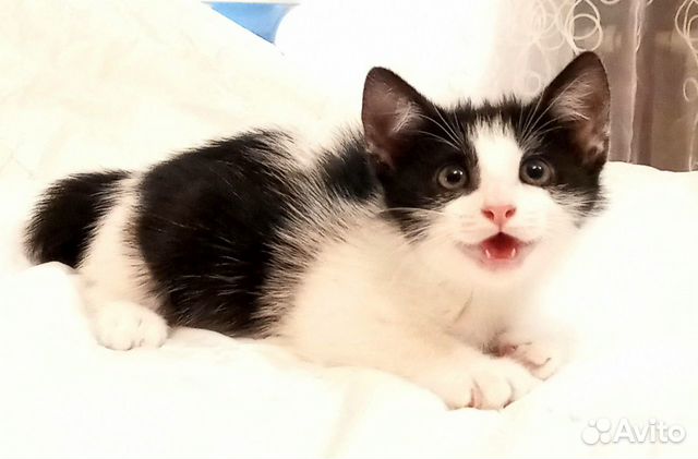 Кошки Моника в добрые руки бесплатно
