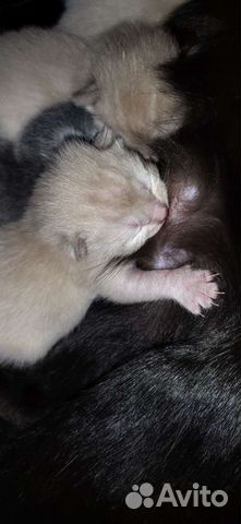 Котята Бурмы