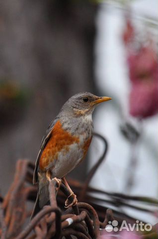 Сизый дрозд