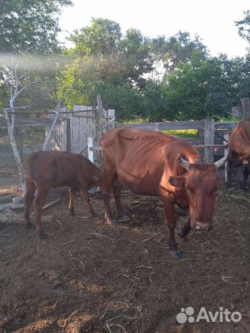 Корова с теленком