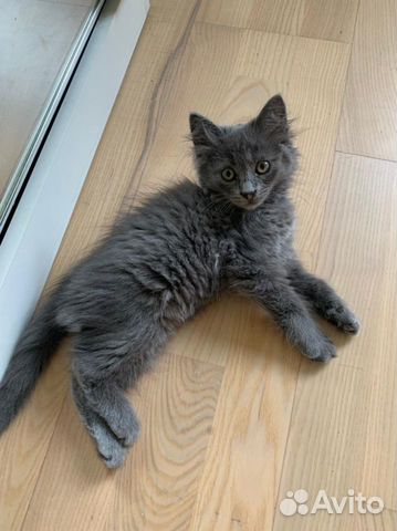 Дымчатая кошечка
