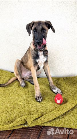 Малинуа щенок ищет дом