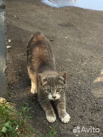 Бездомные котята в добрые руки