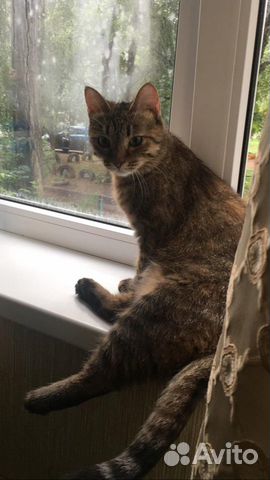 Тигровая кошка