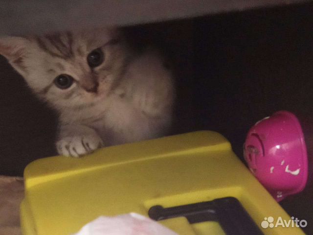 Котик Британец серебро табби