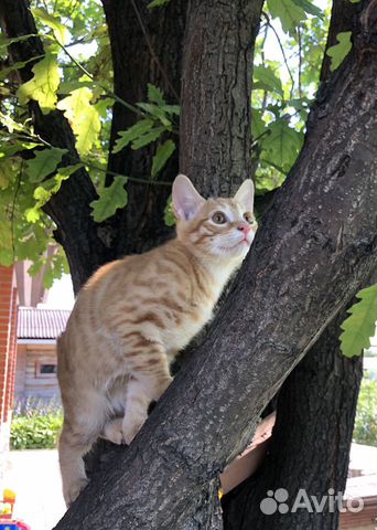 Рыжий котенок Курбоб
