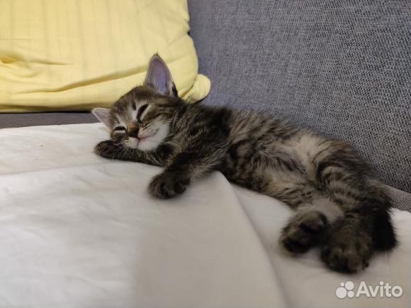 Кошка