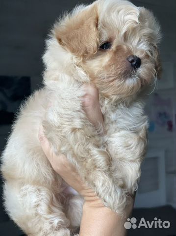 Мальчик мальтипу Ф1 в шикарном типе Миник