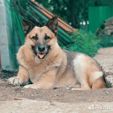 Жанетта ищет дом