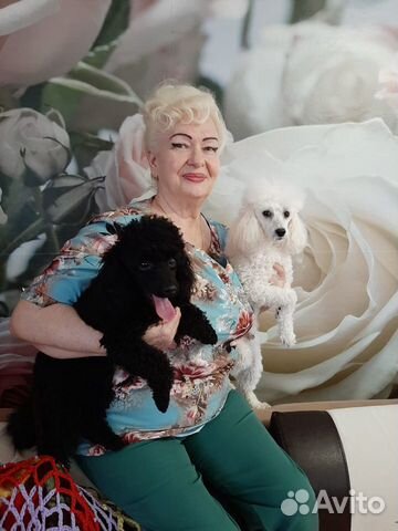 Щенок каркового пуделя