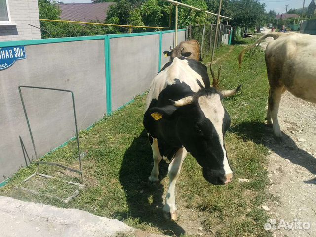 Продаются коровы