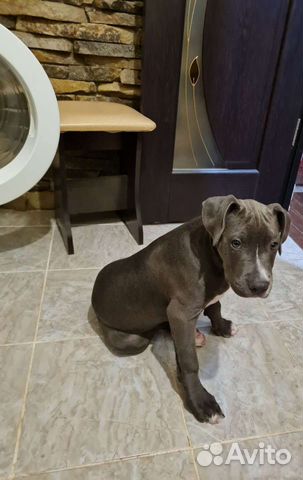 Стаффордширский терьер