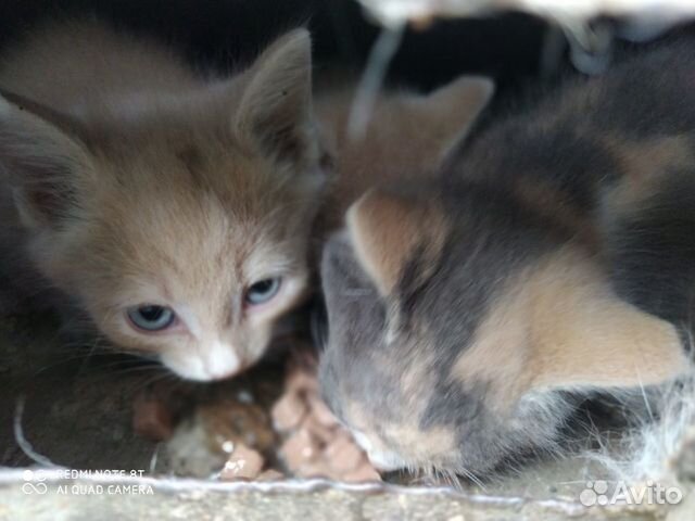 Подвальные котята в поисках дома