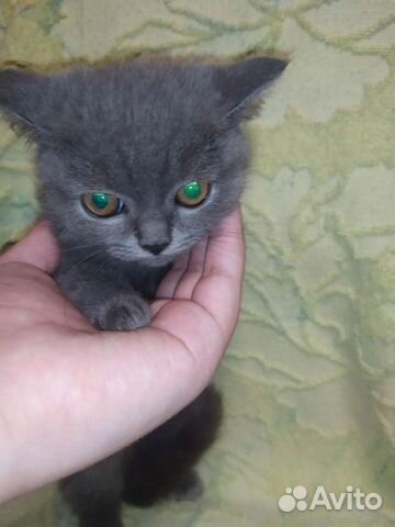 Британский котенок в добрые руки бесплатно