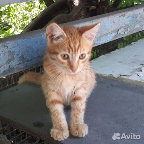 Котята