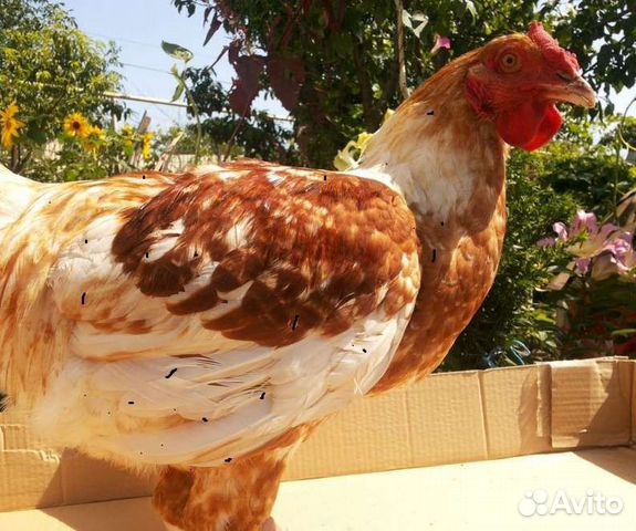 Цветной бройлер Геркулес