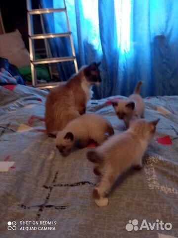 Сиамские котята