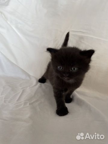 Британские котята