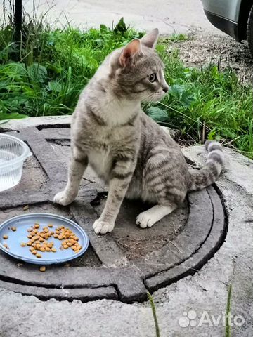 Кот молодой бесплатно