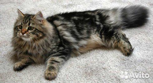 Котята от сибирской красотки мамы мальчики И девоч