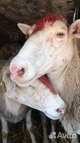 Барашки на курбан