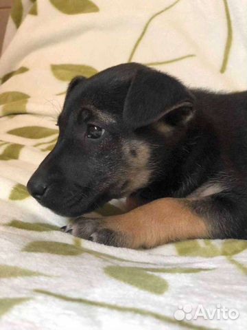 Красота в добрые руки