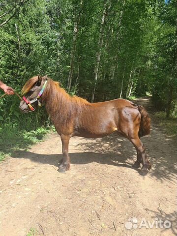 Мини лошадка