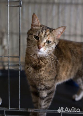 Мона ищет дом