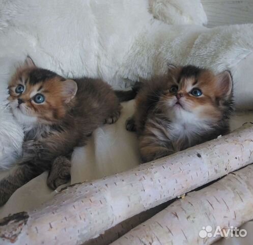 Золотые шотландские котята