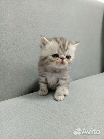 Котята Экзоты