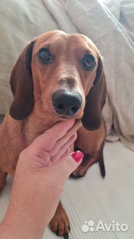 Ищем невесту