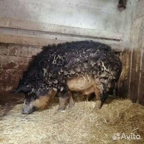 Мангалица хряк рабочий