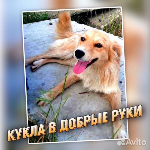 Кукла в поисках семьи