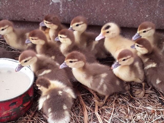 Мускусные утята (индоутята)