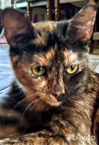 Молодая (черепаховая) кошечка Китти в добрые руки