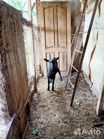 Козел, козочка