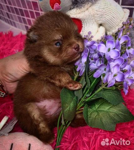 Минюшечки шоколадные сладкие кукольные мишки