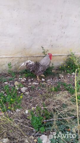 Петух Плимутрок