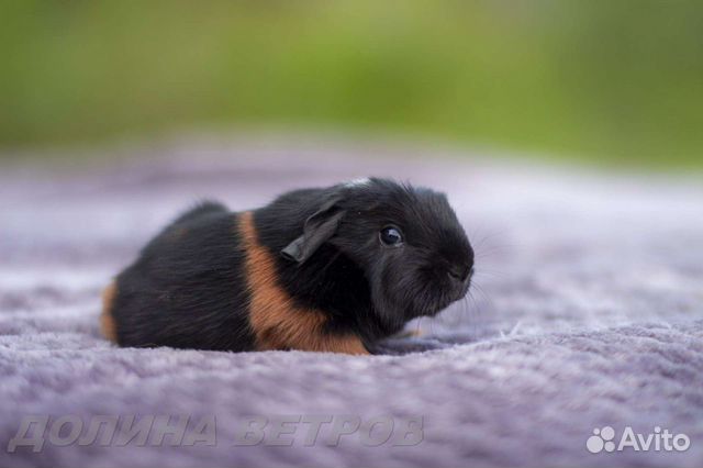 Морская свинка крестед черепаховый с белым