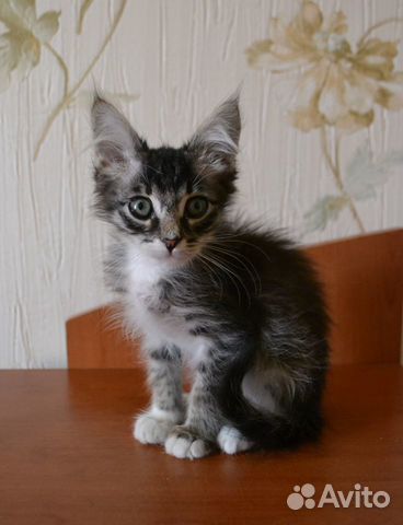 Красивый котенок мальчик в дар