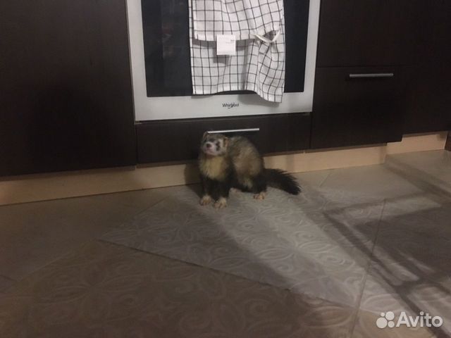 Хорек