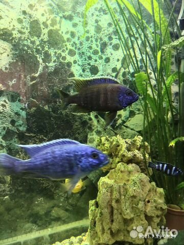 Маллавийские цихлиды