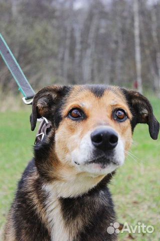 Собака в дар