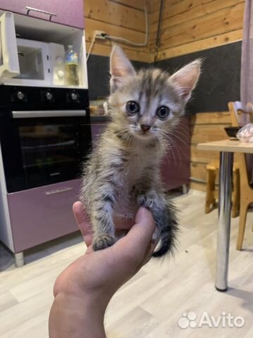 Отдаю даром котенка. Нашла на улице. Девочка совсе
