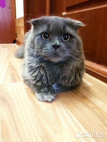 Отдам кота в добрые руки