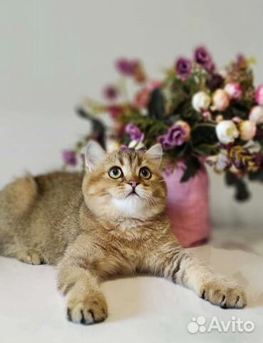 Малышка Капучинка